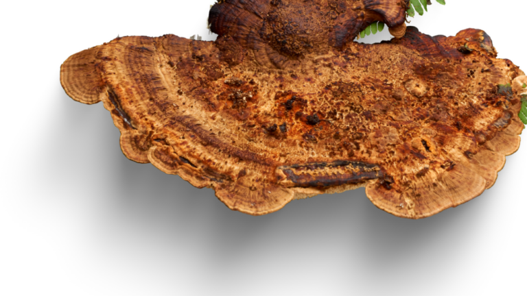 The Best Supplement for Lungs: Tiger Milk Mushroom (Lignosus rhinocerus ...